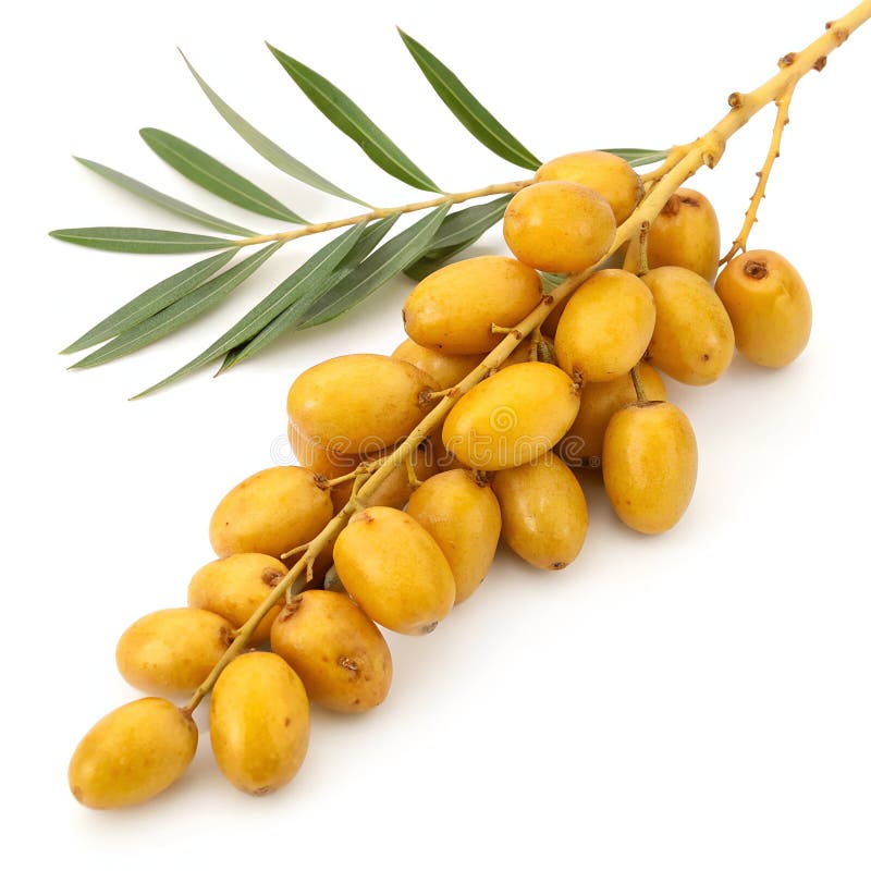 Fresh Dates Fruit Branch stock illustration. Illustration of ...