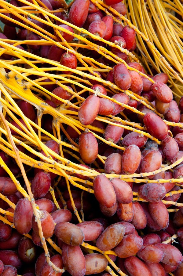 Fresh Dates at Jericho Market Stock Photo - Image of jordan, jericho ...
