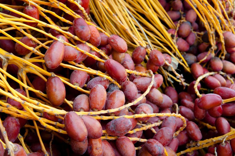 Fresh Dates at Jericho Market Stock Image - Image of plant, bank: 21092705