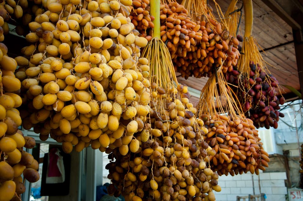 Fresh Dates at Jericho Market Stock Image - Image of ripe, west: 21092743