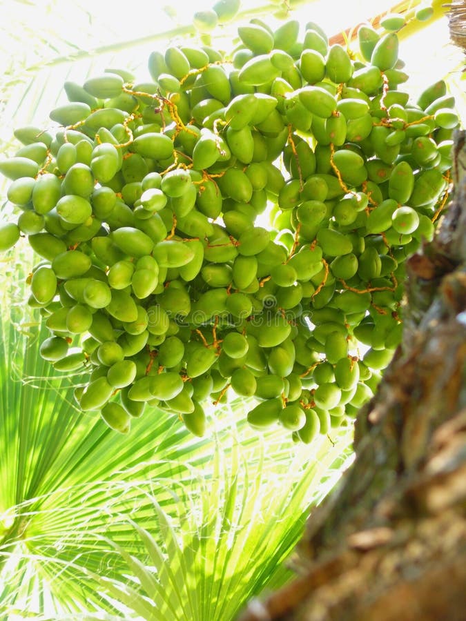 Fresh dates . stock photo. Image of branch, view, climate - 44001486