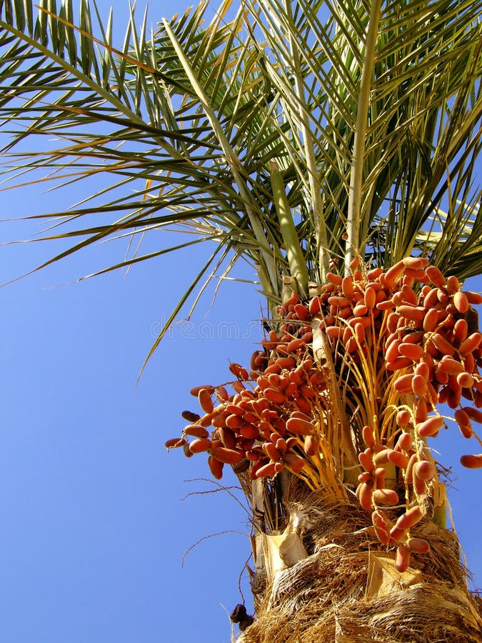 Fresh dates on tree 02 stock image. Image of leaves, tropical - 7435351
