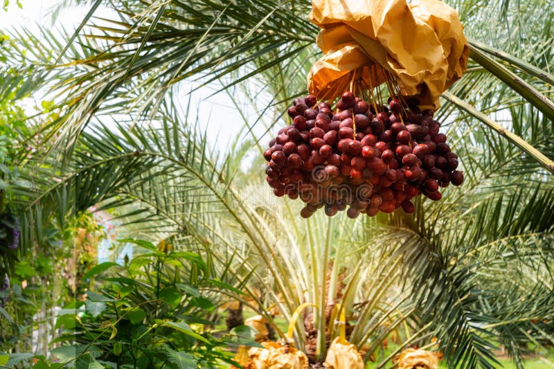 Fresh Dates on the Tree in the Garden. Stock Photo - Image of greenery ...