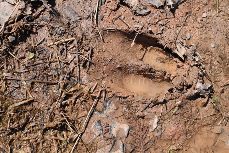 Dear Track Footprints in Winter Snow Stock Photo - Image of footprints ...