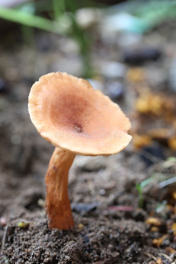 Fresh Death of Brown Poisonous Mushroom on Ground. Stock Photo - Image ... Fresh Death of Brown Poisonous Mushroom on Ground. Stock Photo - Image ...