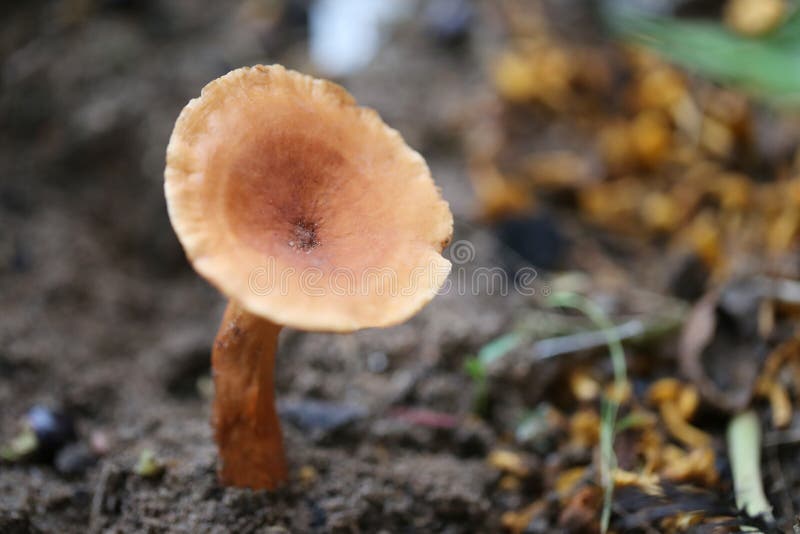 Fresh Death of Brown Poisonous Mushroom on Ground. Stock Photo - Image ... Fresh Death of Brown Poisonous Mushroom on Ground. Stock Photo - Image ...