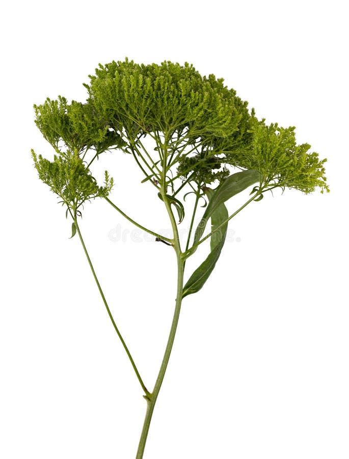 Fresh Decorative Branch Isolated on White Background Stock Image ...