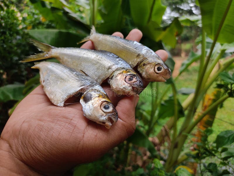Fresh Degutted and Processed Sardine Fish in Nice Green Background HD ...