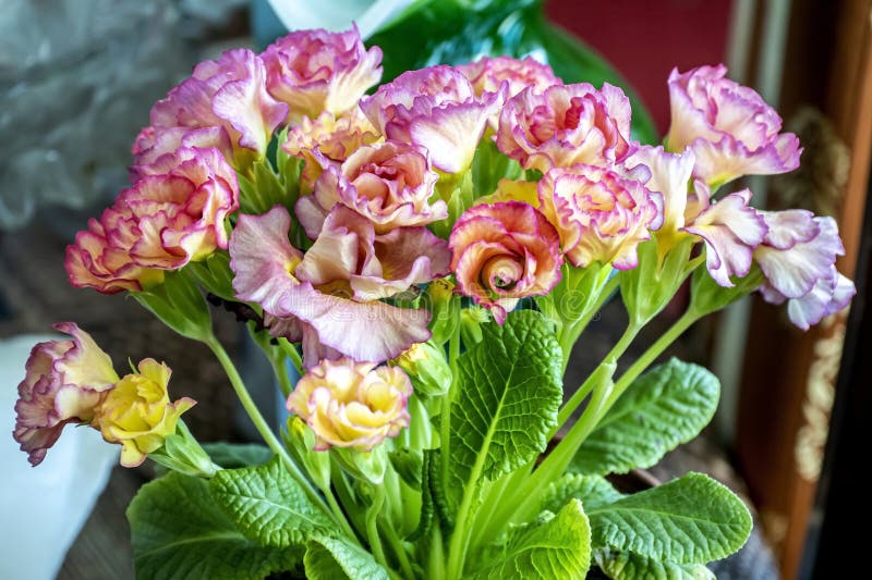 Pink Primrose (Primula Elatior) of the SuperNova Rose Bicolor Variety ...
