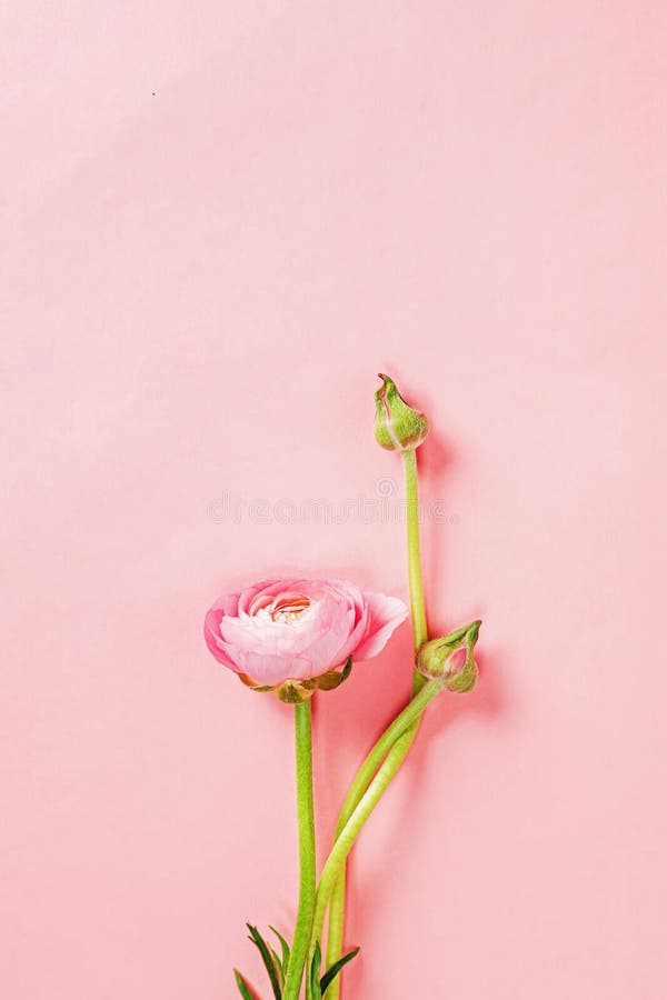 Fresh and Delicate Pink Ranunculus Flowers on Pastel Background Stock ...