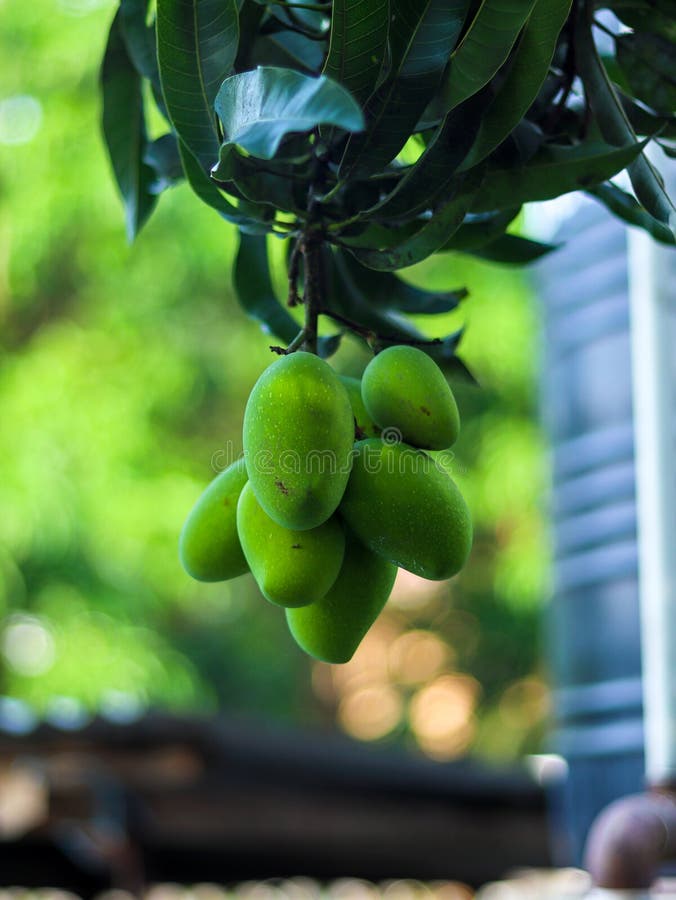 Mangoes Tree and the Fruits Stock Photo - Image of botany, bunches: 101079170