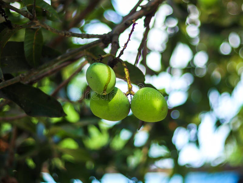 Fresh and Delicious Green Mangoes on the Tree. Which are Formalin-free Stock Photo - Image of ...