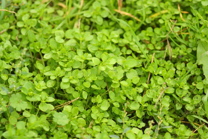 Fresh Dense Green Leaves of a Small Plants. Freshness Stock Image ...