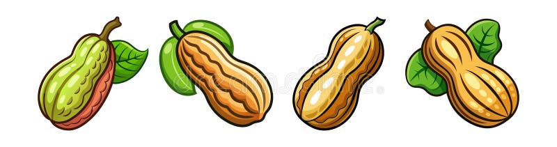 Fresh Bambara Groundnut Vegetable Realistic Illustration Stock Vector ...