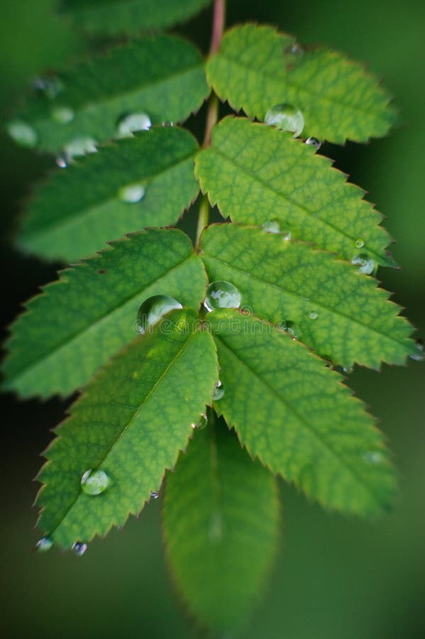 Fresh dew stock photo. Image of environment, fresh, concept - 26763942