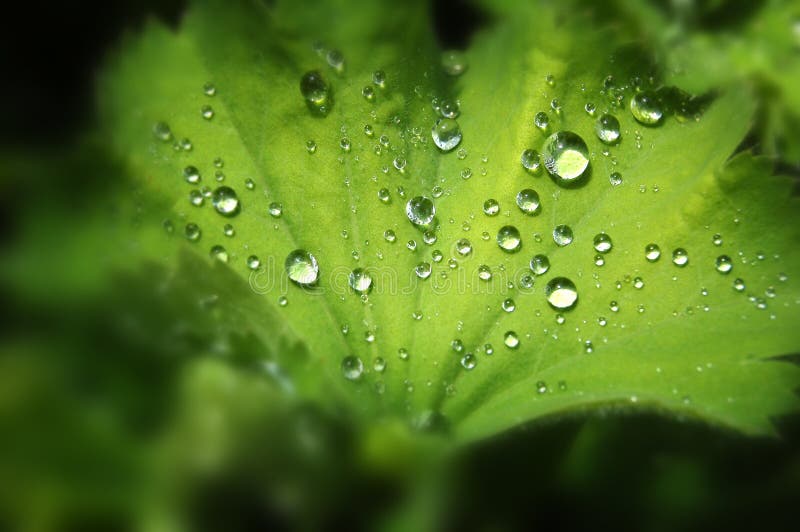 Fresh Dew Drops stock image. Image of grow, greenish, growing - 2543511