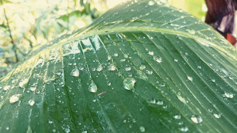 Fresh Dew on the Leaves during Cold Mornings Stock Photo - Image of ...