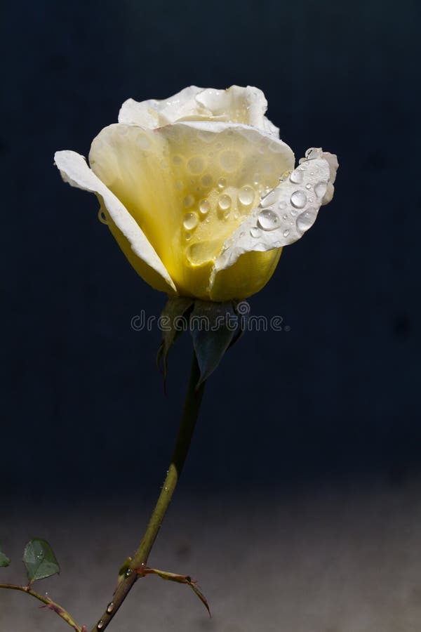 Fresh dew yellow rose stock image. Image of close, black - 19065533