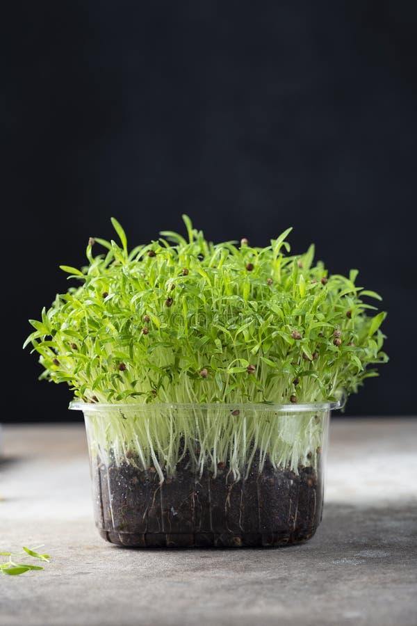 Fresh Different Organic Microgreens for Healthy Nutrition Stock Image ...