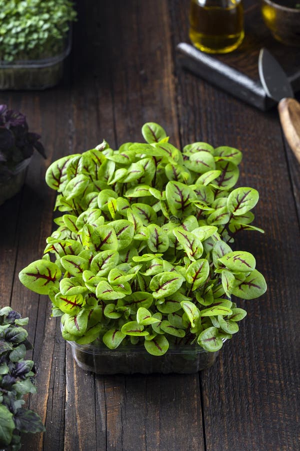 Fresh Different Organic Microgreens for Healthy Nutrition Stock Image ...