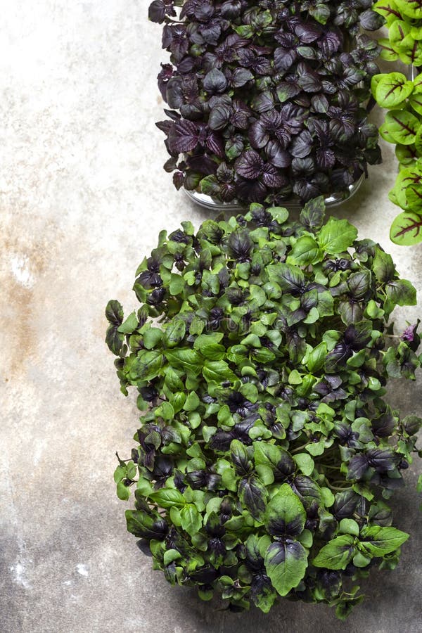 Fresh Different Organic Microgreens for Healthy Nutrition Stock Photo ...