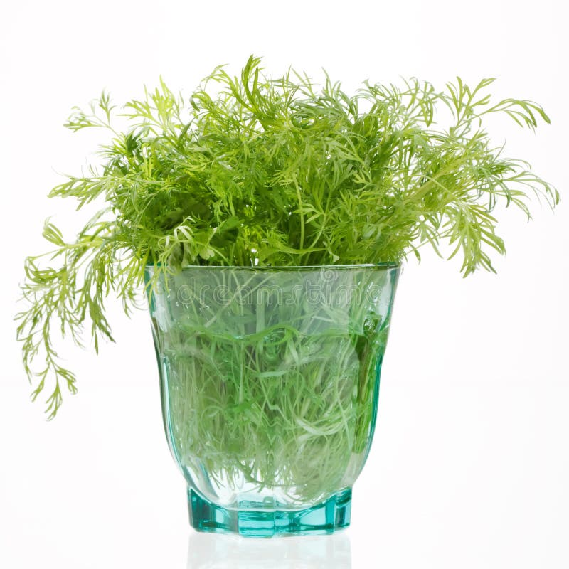 Fresh cress stock image. Image of nutritious, kitchen - 13290137