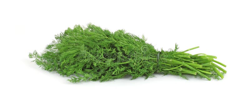 Fresh dill stock image. Image of herb, garden, product - 13699175