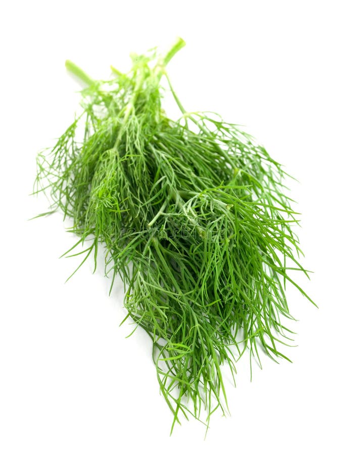 Fresh dill stock photo. Image of healthy, vitamin, spicy - 16918772