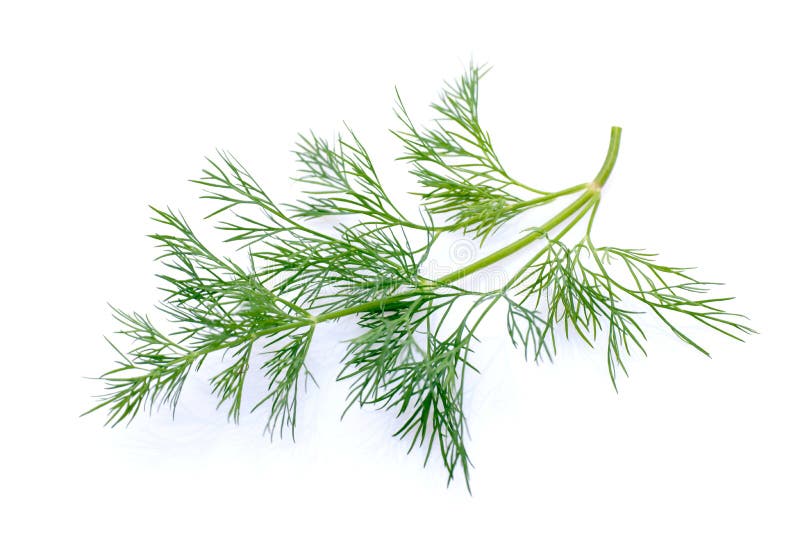 Fresh dill stock image. Image of green, fresh, cucumber - 25518211
