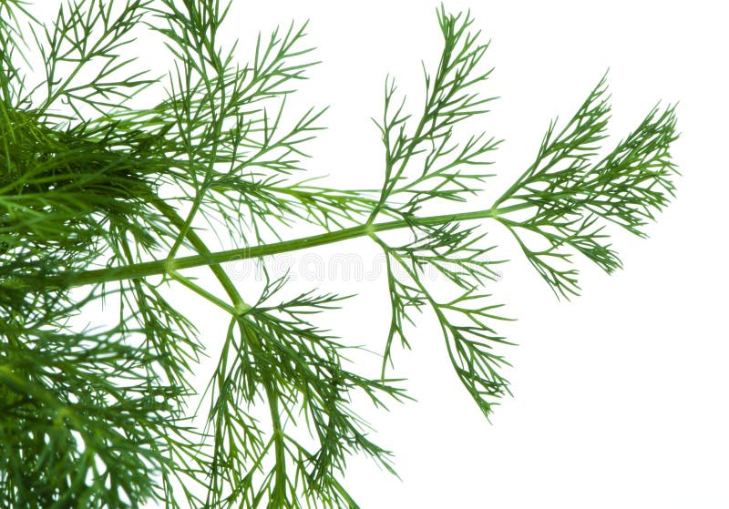 Fresh dill stock image. Image of aromatic, isolated, condiment - 27978753