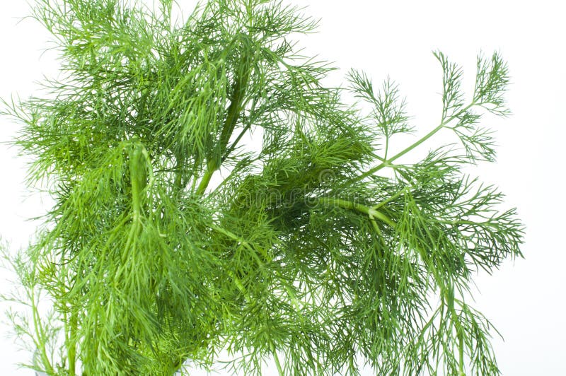 Fresh dill stock photo. Image of flavor, ingredient, freshness - 27978772