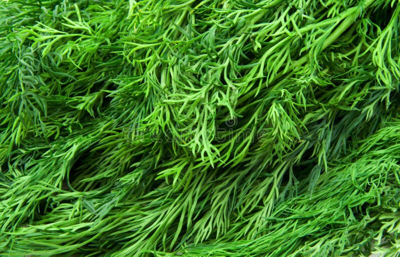 Fresh dill stock photo. Image of leafy, salad, single - 4772234