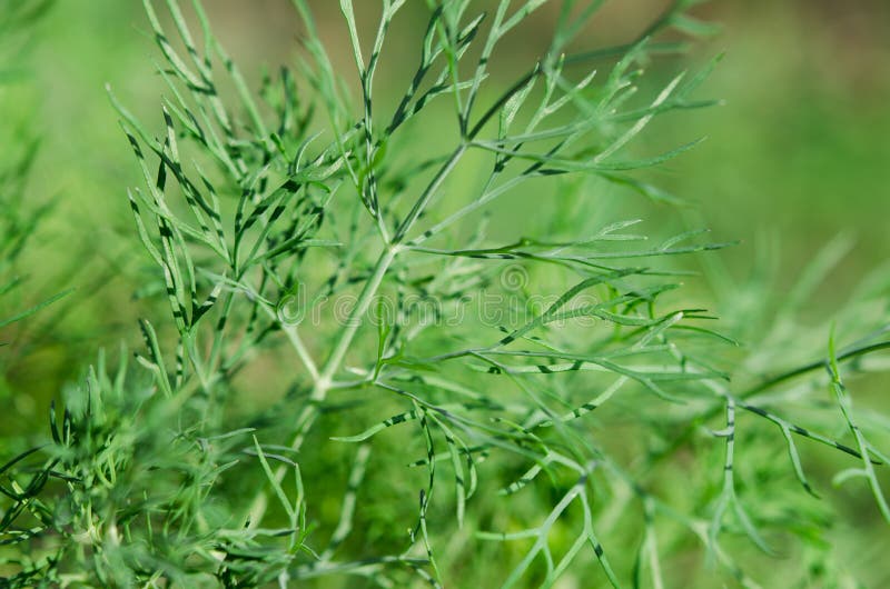 Fresh Dill Bush Grows on an Open-air Bed in the Sun Stock Photo - Image ...