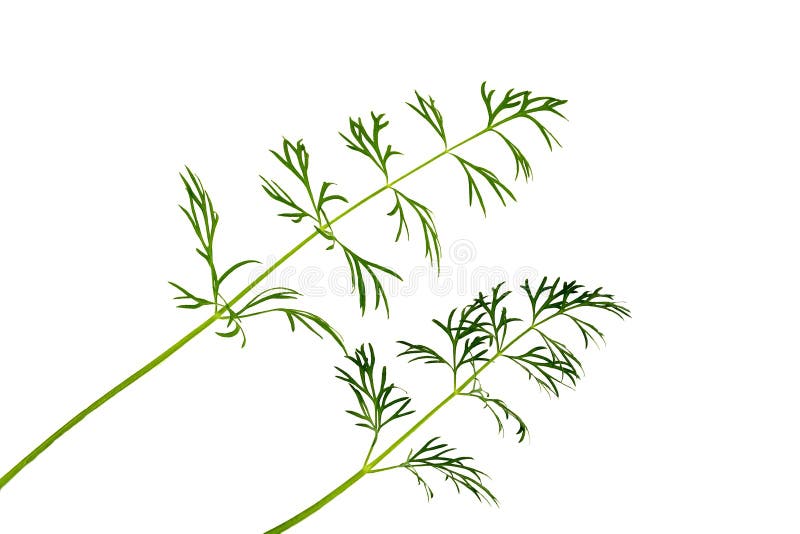 Dill Weed stock vector. Illustration of leaf, foliage - 60149585