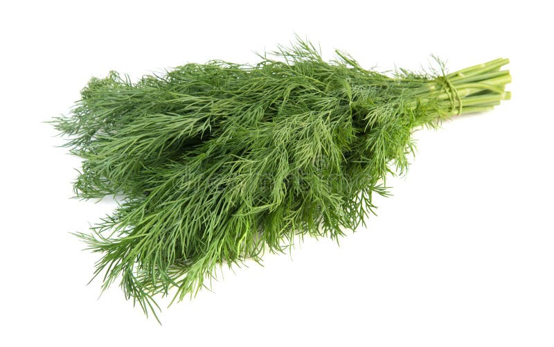 Fresh dill stock image. Image of object, nature, herb - 32851911