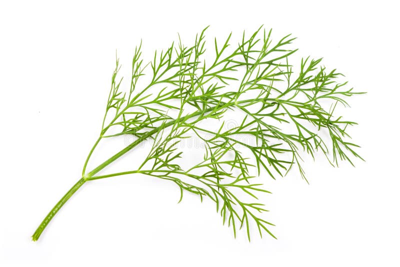 Fresh dill stock photo. Image of aromatherapy, garnish - 32118992