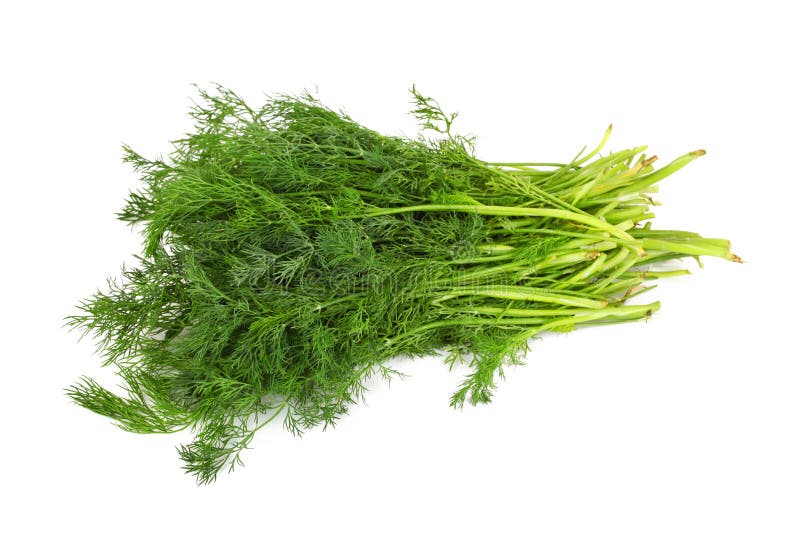 Fresh dill stock image. Image of twig, food, freshness - 45952833