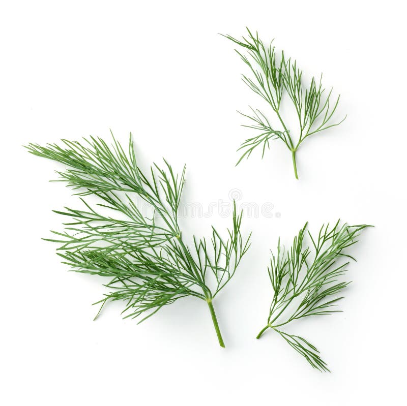 Fresh dill leaves stock photo. Image of ingredient, close - 189106026
