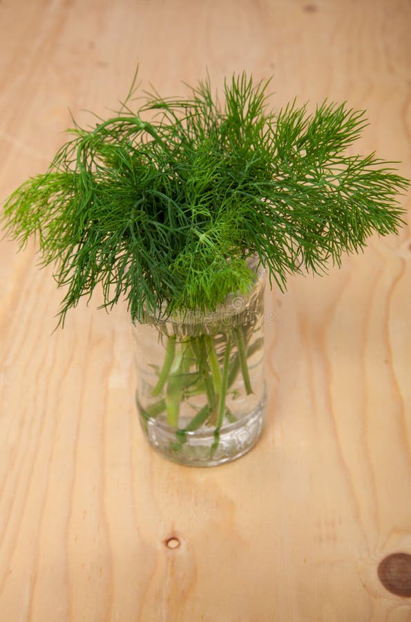 Fresh dill leaves stock photo. Image of plant, herb, leaves - 40807682