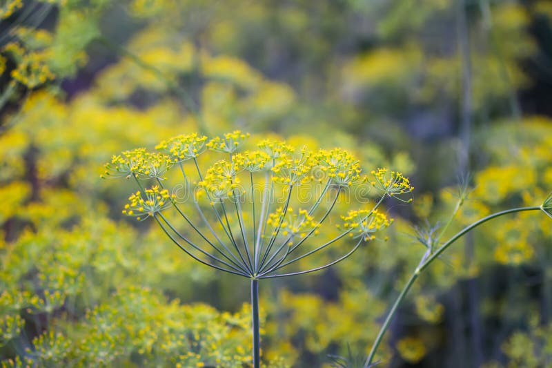 Fresh Dill Plants Growing on the Vegetable Bed Stock Image - Image of ...