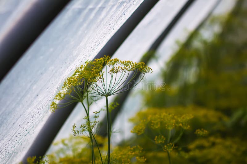 Fresh Dill Plants Growing on the Vegetable Bed Stock Image - Image of ...