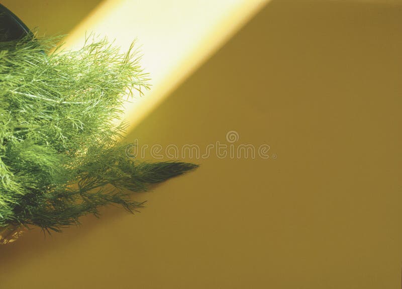 A fresh dill. stock photo. Image of fresh, ingredient - 203809908