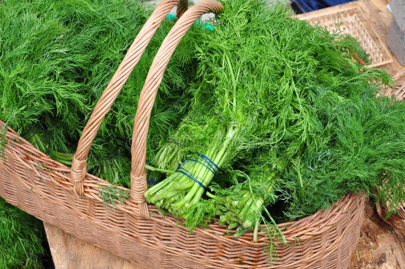 Fresh Dill for Sale at Farmer S Market Stock Photo - Image of vitamins ...