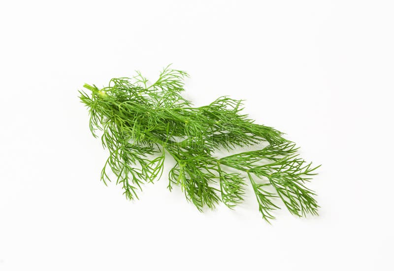 Fresh dill stock photo. Image of shot, healthy, condiment - 61445158
