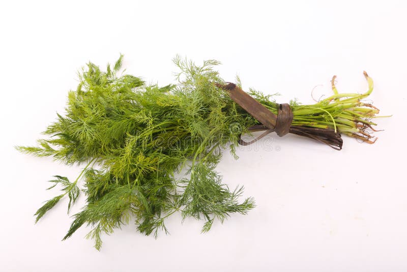 Dill vegetable stock photo. Image of bunch, object, dill - 106561930