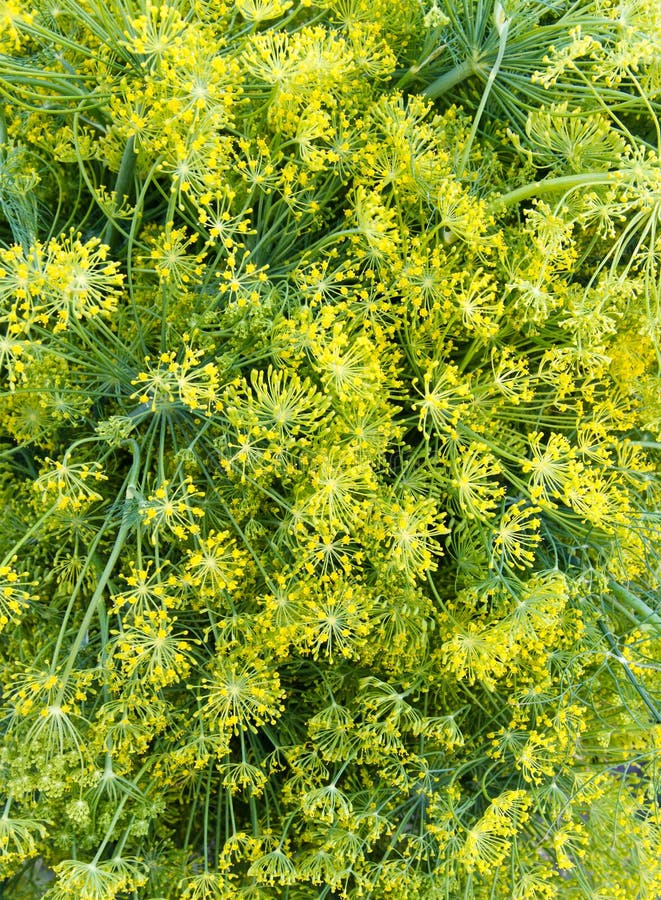 Fresh dill weed on display stock image. Image of farming - 21095627