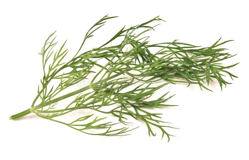 Fresh dill stock image. Image of diet, healthy, plant - 72974893