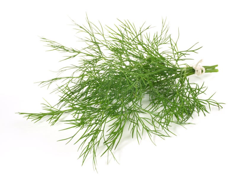 Fresh Dill on White Background - Isolated Stock Photo - Image of ...