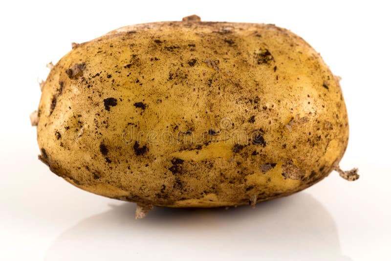 Dirty Potato Isolated on White Background Stock Photo - Image of white ...