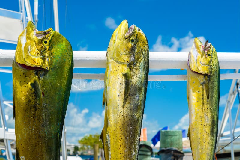 Fresh dolphin fish stock photo. Image of florida, food - 126650432